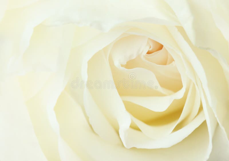 Soft focus of white Rose. stock photo. Image of celebration - 177279294
