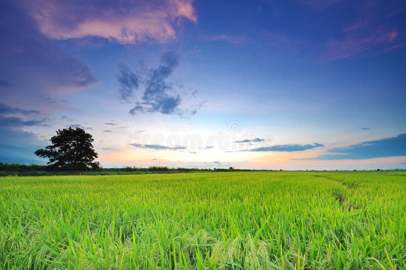 Soft Focus Wide Paddy Field Sunset Blue Sky Perak Stock Photos - Free ...