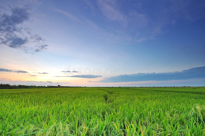 Soft Focus Wide Paddy Field Sunset Blue Sky Perak Stock Photos - Free ...