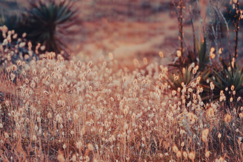 Soft Focus of Wild Flowers in the Field Stock Image - Image of floral ...