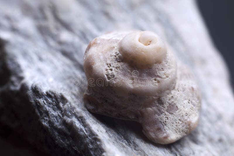 Soft Focus of a Worn-out Conch Shell on a Rock Stock Image - Image of ...