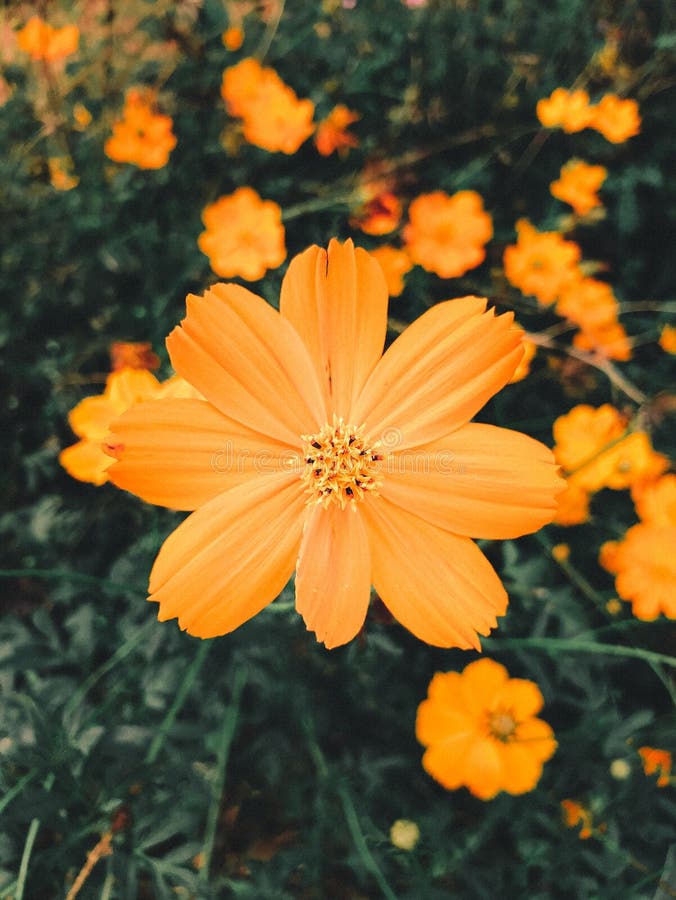 Soft Focus of Yellow Cosmos Flower Against a Blurry Background Stock ...