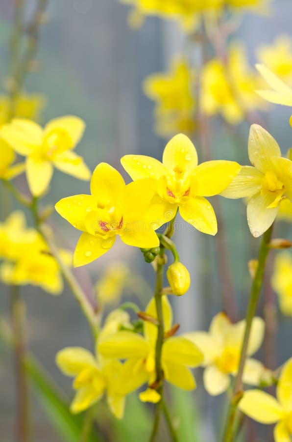 Soft Focus Yellow Ground Orchid Flowers Stock Photos - Free & Royalty ...