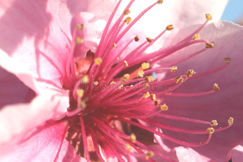 Soft focused cherry flower stock image. Image of plant - 68169603