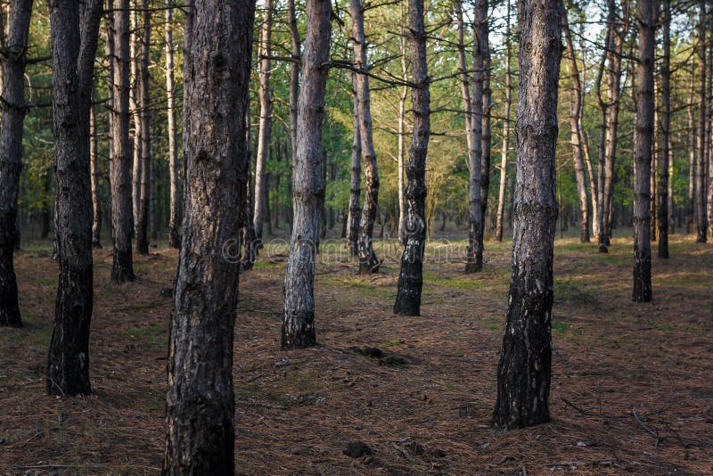 Soft Focused Close Up Shot of Pine Trees in Coniferous Forest by Sunset ...