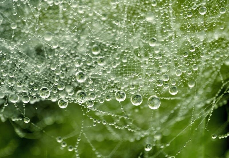 Soft Focused of Water Droplets on a Spider Web Stock Image - Image of ...