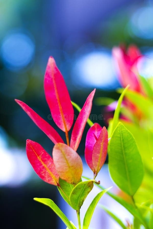 Soft foliage stock photo. Image of color, close, light - 78651618