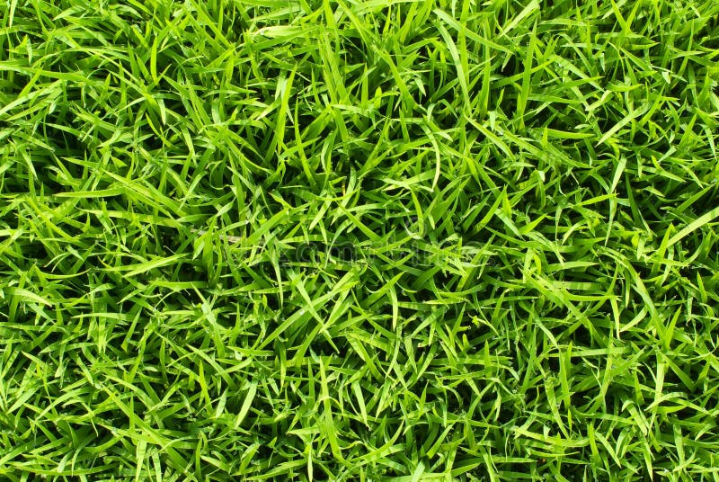Grass Seamless Pattern (2 of 2). Stock Image - Image of herb, build ...
