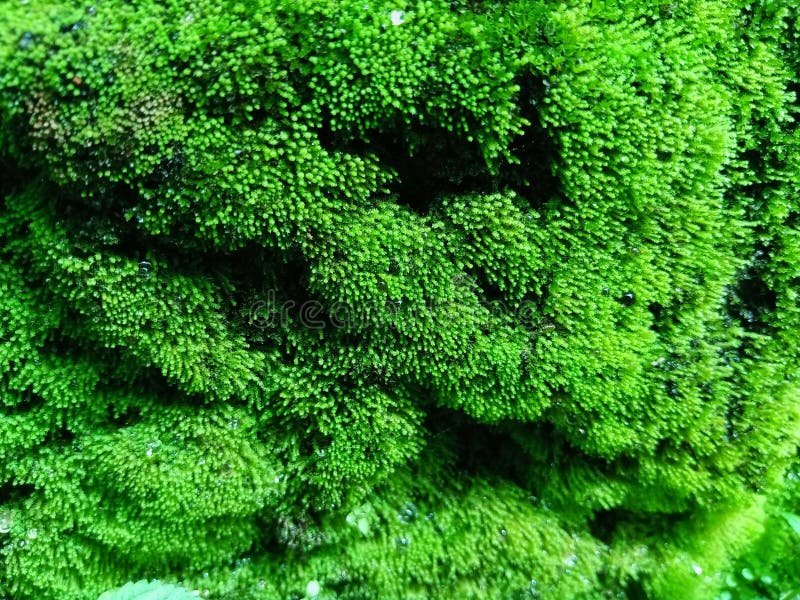 Soft and fresh green moss stock photo. Image of moss - 237601842