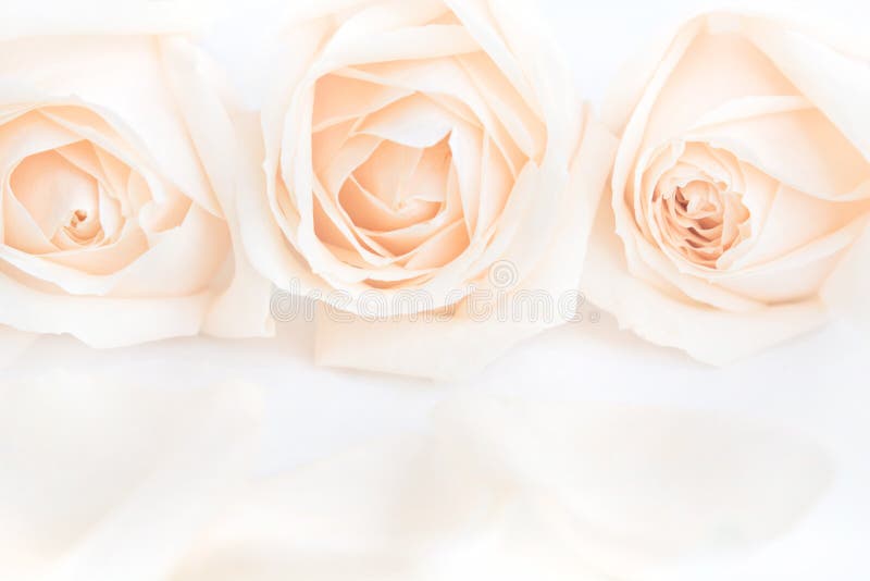 Soft Full Blown Delicate Roses As a Neutral Background. Stock Photo ...