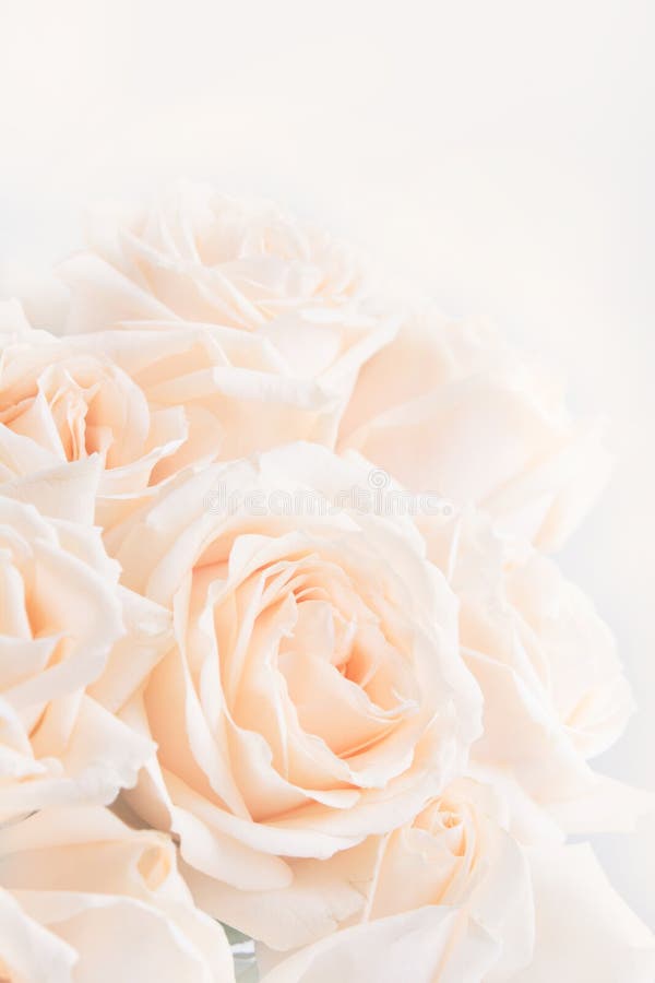 Soft Full Blown Delicate Roses As a Neutral Background. Selective Focus ...