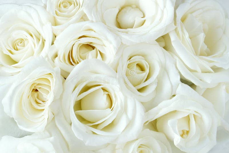 Soft Full Blown White Roses Stock Image - Image of gift, fragile: 23505623