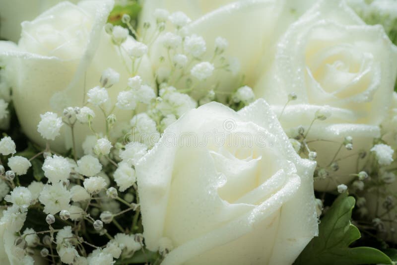 Soft Full Blown White Roses As a Background Stock Image - Image of ...