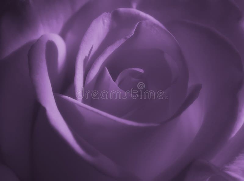 Soft Glow of Violet Single Rose Flower Stock Photo - Image of bloom ...