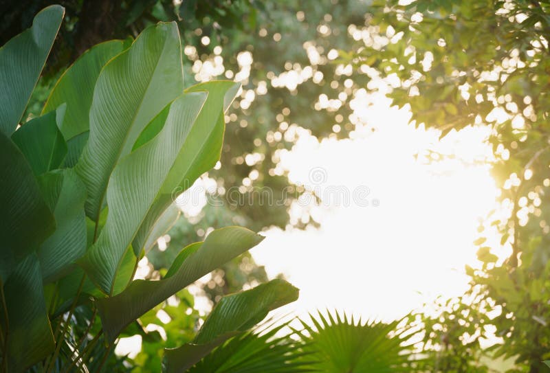 Soft Golden Sun Light Fresh Nature Spring Green Leaves Pattern Texture ...