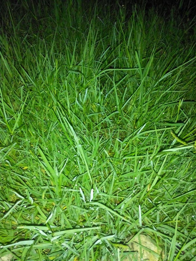 Night time Grass stock photo. Image of grass, night - 100280228