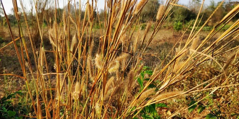 Soft Grass in Countryside Field Stock Image - Image of soft, botany ...