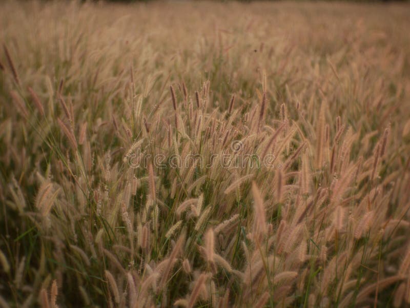Soft Grass in Countryside Field. Stock Image - Image of field ...