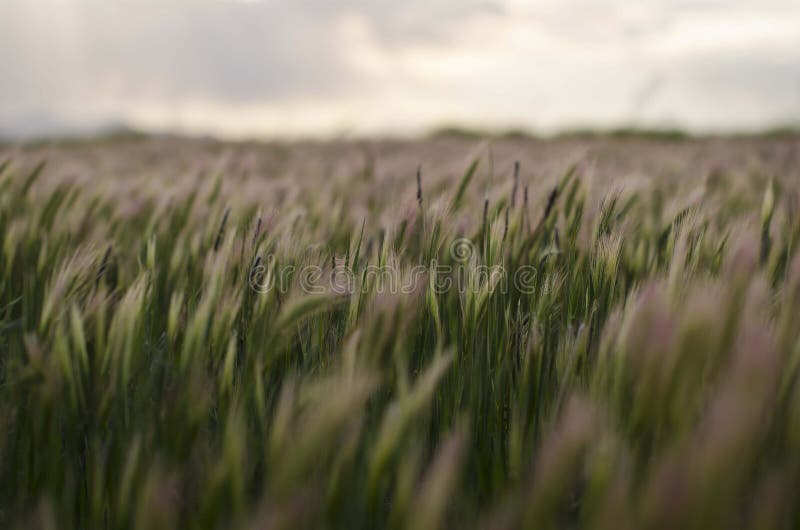 Soft grass stock photo. Image of background, overcast - 94692576