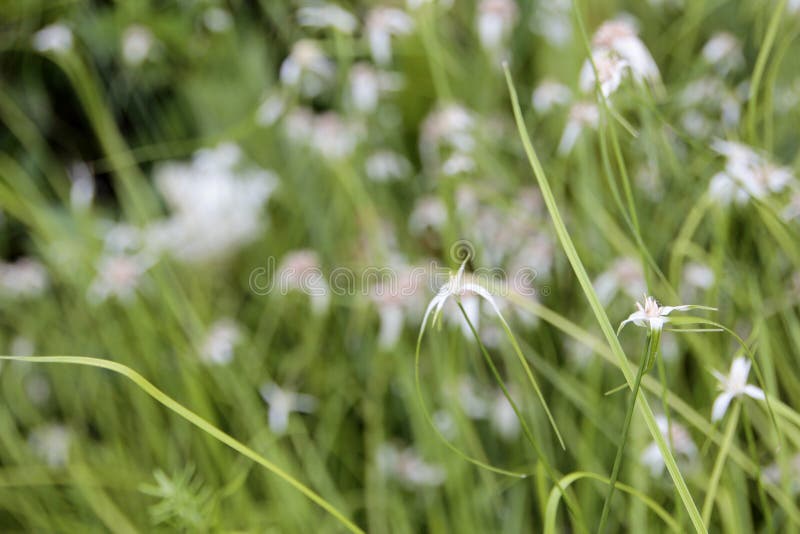 Soft grass flowers field stock photo. Image of closeup - 76910004