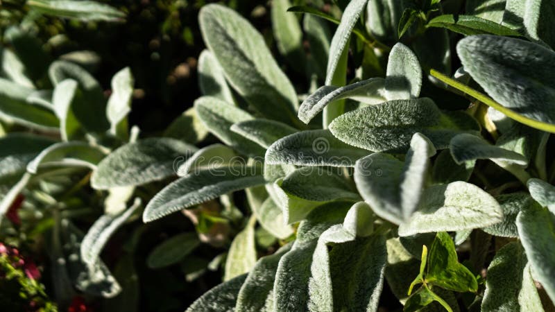 Soft Grass Leves Texture Close Up Stock Photo - Image of botany, season ...
