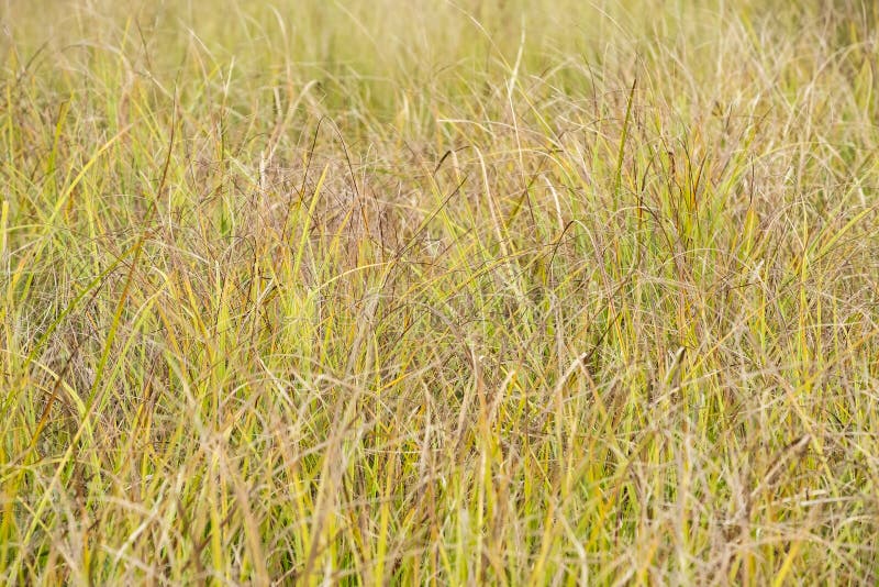 Soft Grass stock image. Image of environmental, flora - 5868467