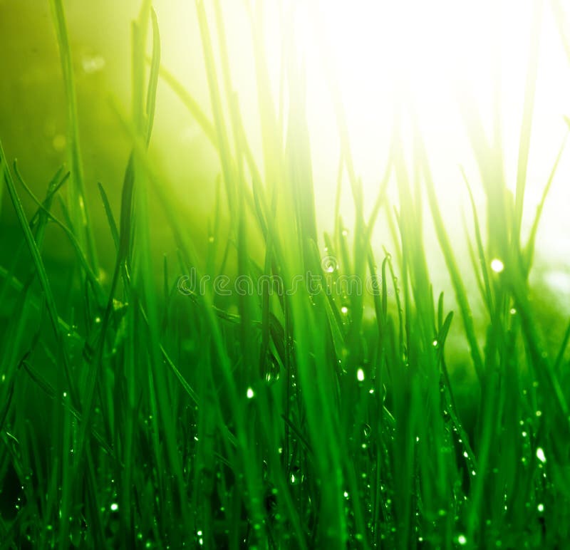 3,332,373 Grass Background Photos - Free & Royalty-Free Stock Photos ...