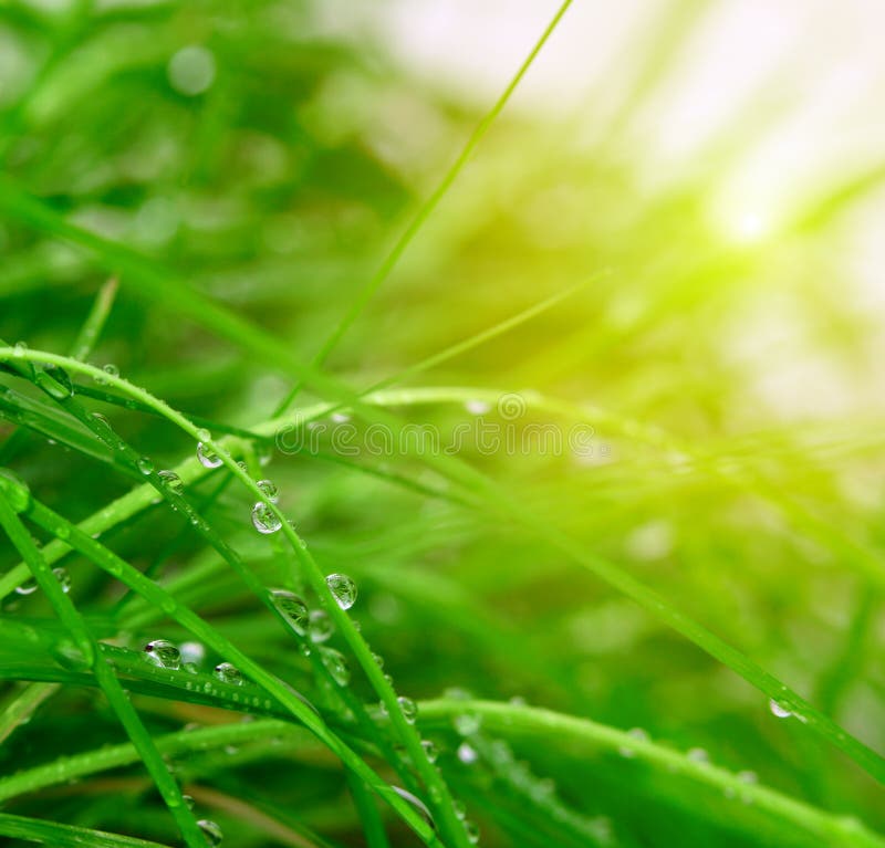 Soft Green Grass Background Stock Image - Image of closeup, natural ...