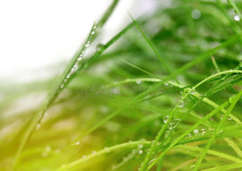 Soft Green Grass Background Stock Photo - Image of summer, soft: 33305914