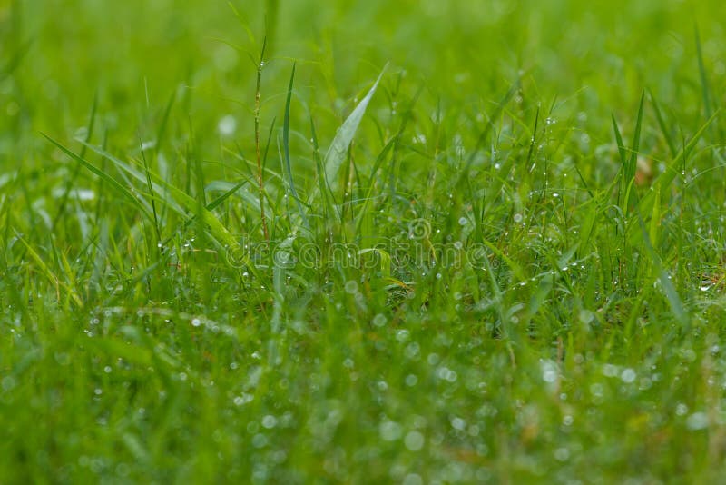 Soft Green Grass Background Stock Image - Image of morning, lawn: 54571623
