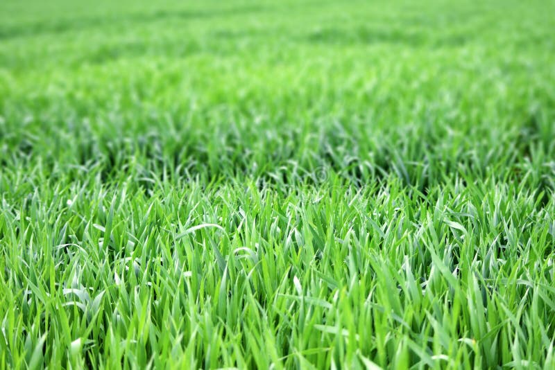 Soft green grass stock photo. Image of garden, grow, growth - 40033198