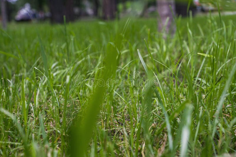 Green grass stock image. Image of texture, water, garden - 101339201