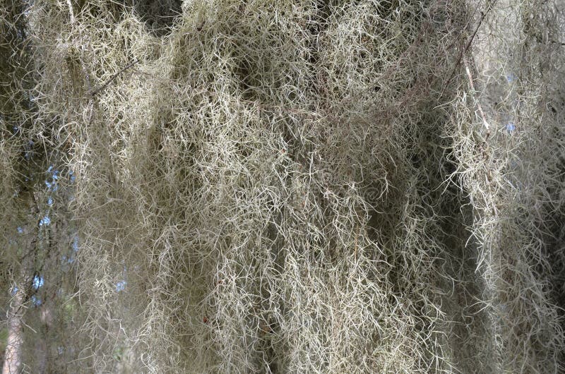 Soft Green and Grey Moss Hanging from a Tree Stock Photo - Image of ...