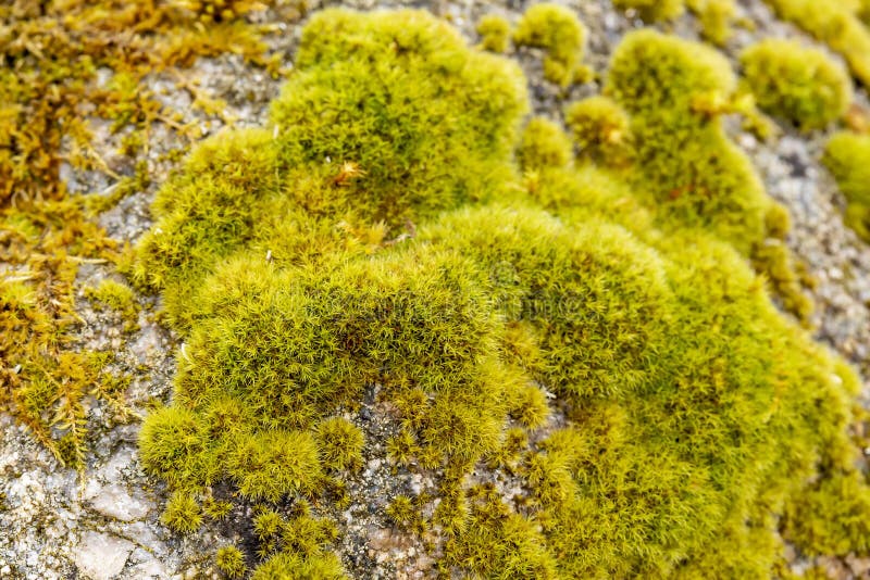 Soft, Green Moss on the Stone, on a Spring Day Stock Image - Image of ...