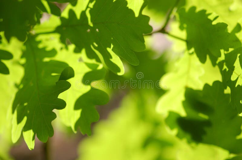 Soft Green Oak Leaves Light Background Stock Photo - Image of ...