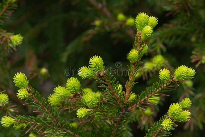 Soft Green Sprouts on the Fir Tree Stock Image - Image of conifer ...