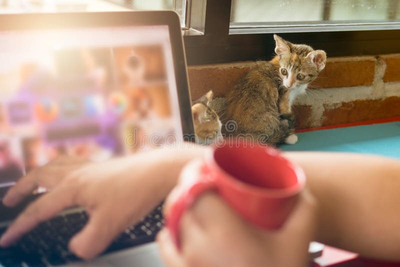 Soft Image Baby Cats with Man Working on Laptop and Drink Coffee Stock ...