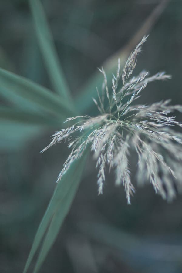 Soft image of plant. stock photo. Image of fresh, flowering - 126947108