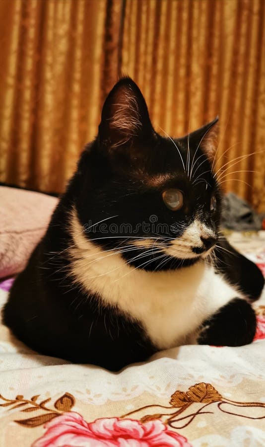 Soft kitty watching you. stock photo. Image of kitty - 168624362