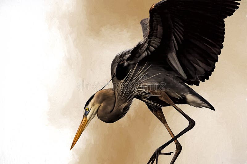 Soft Landing stock photo. Image of avian, feathers, natual - 94924014