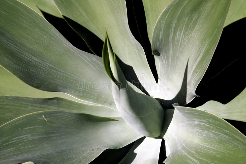 Soft Leaf Tropical Plant stock image. Image of flesh, center - 628589