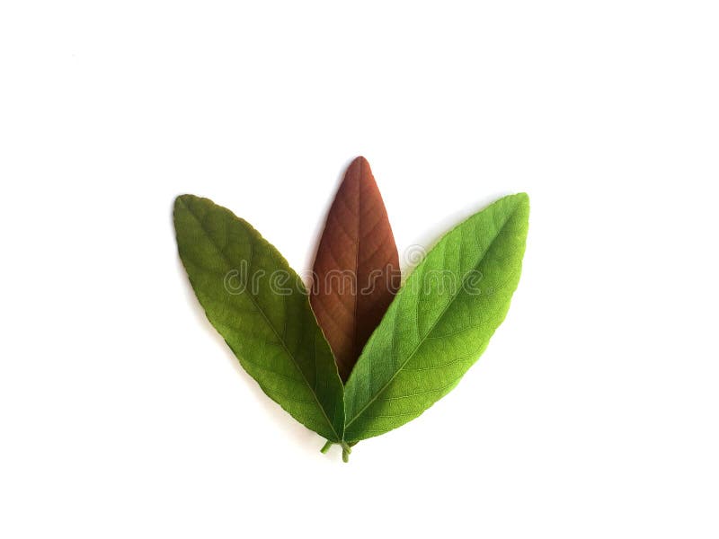 Three Color of Leaf Gradient Stacking Isolate on White Background ...