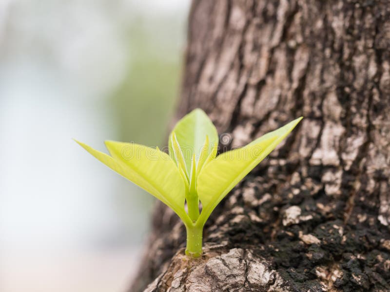 Soft leaves stock photo. Image of growth, planting, leaves - 57552356