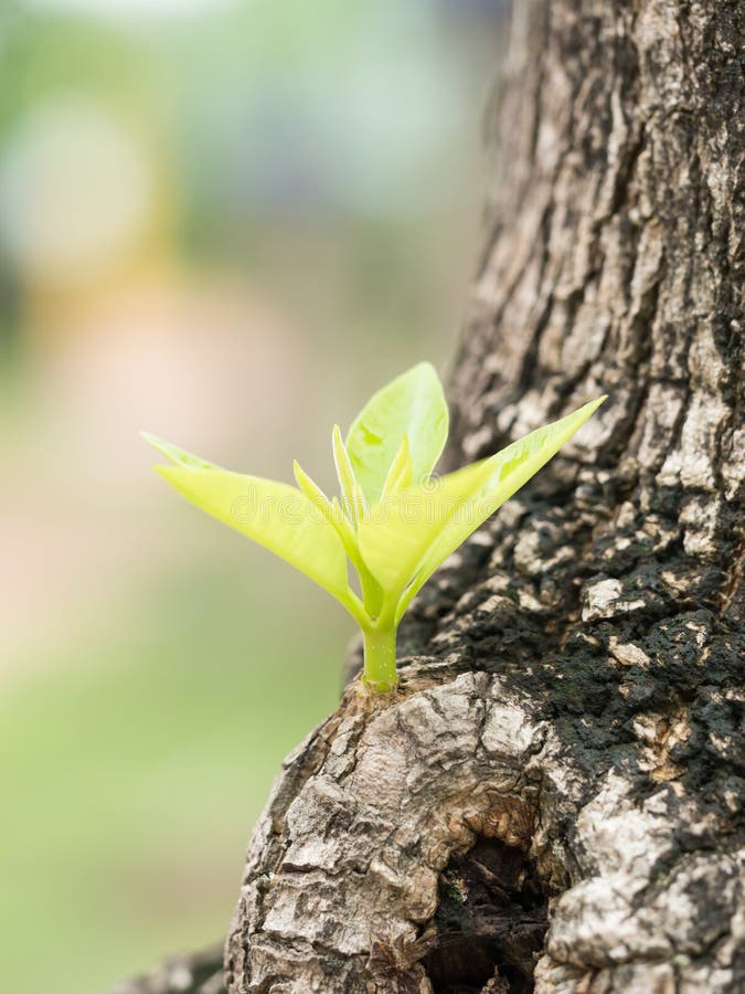 Soft leaves stock photo. Image of garden, start, leaves - 57801004