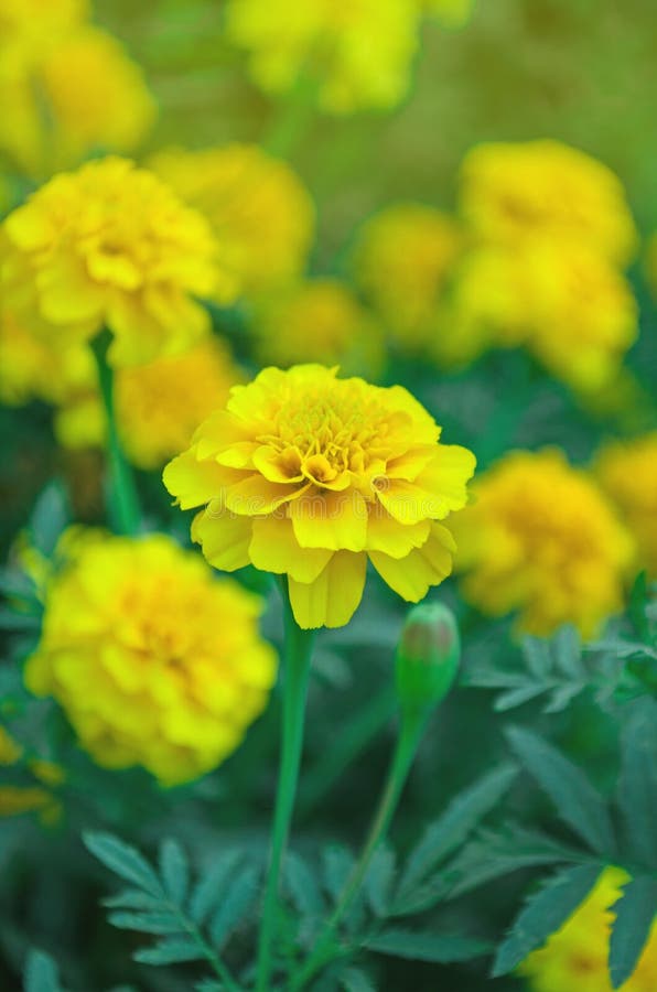 Soft Lemon Yellow Marigold. Stock Photo - Image of head, botany: 104028980