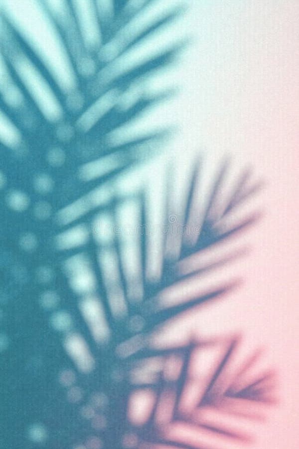 Soft Light Blue Pink Gradient Dappled Palm Leaf Shadow Overlay Peaceful ...