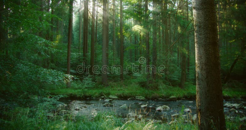 Soft Light of Dawn Shines through the Trees in Quiet Forest with River ...