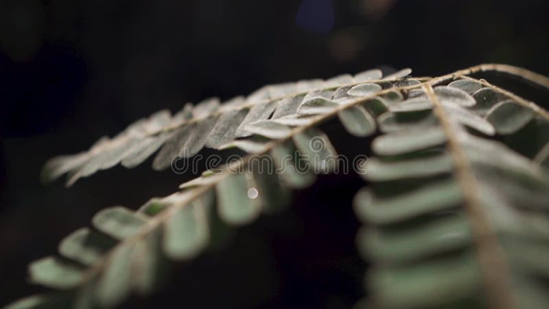 Soft Light on Delicate Foliage Stock Video - Video of indonesia ...