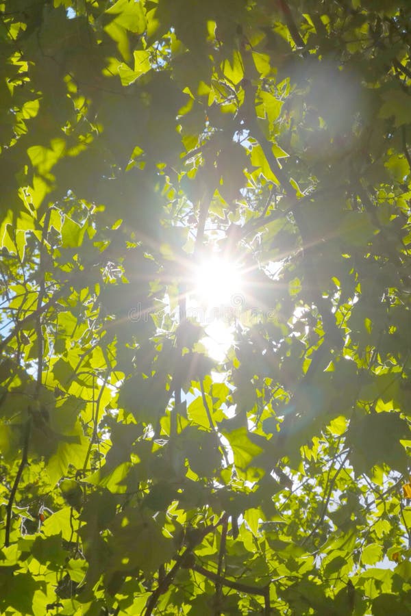 Soft Light Falls on the Green Branches of the Tree. Stock Photo - Image ...