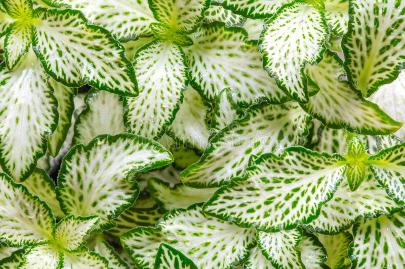 Soft Light Green Leaves Background for Design. Plant Leaf Fresh for ...